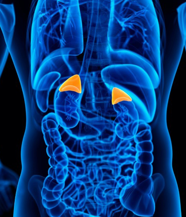 Everything you need to know about Cortisol – The Gut Co®